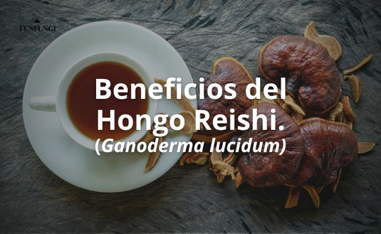 Beneficios del Hongo Reishi: Todo lo que Necesitas Saber para Mejorar – FunFungi
